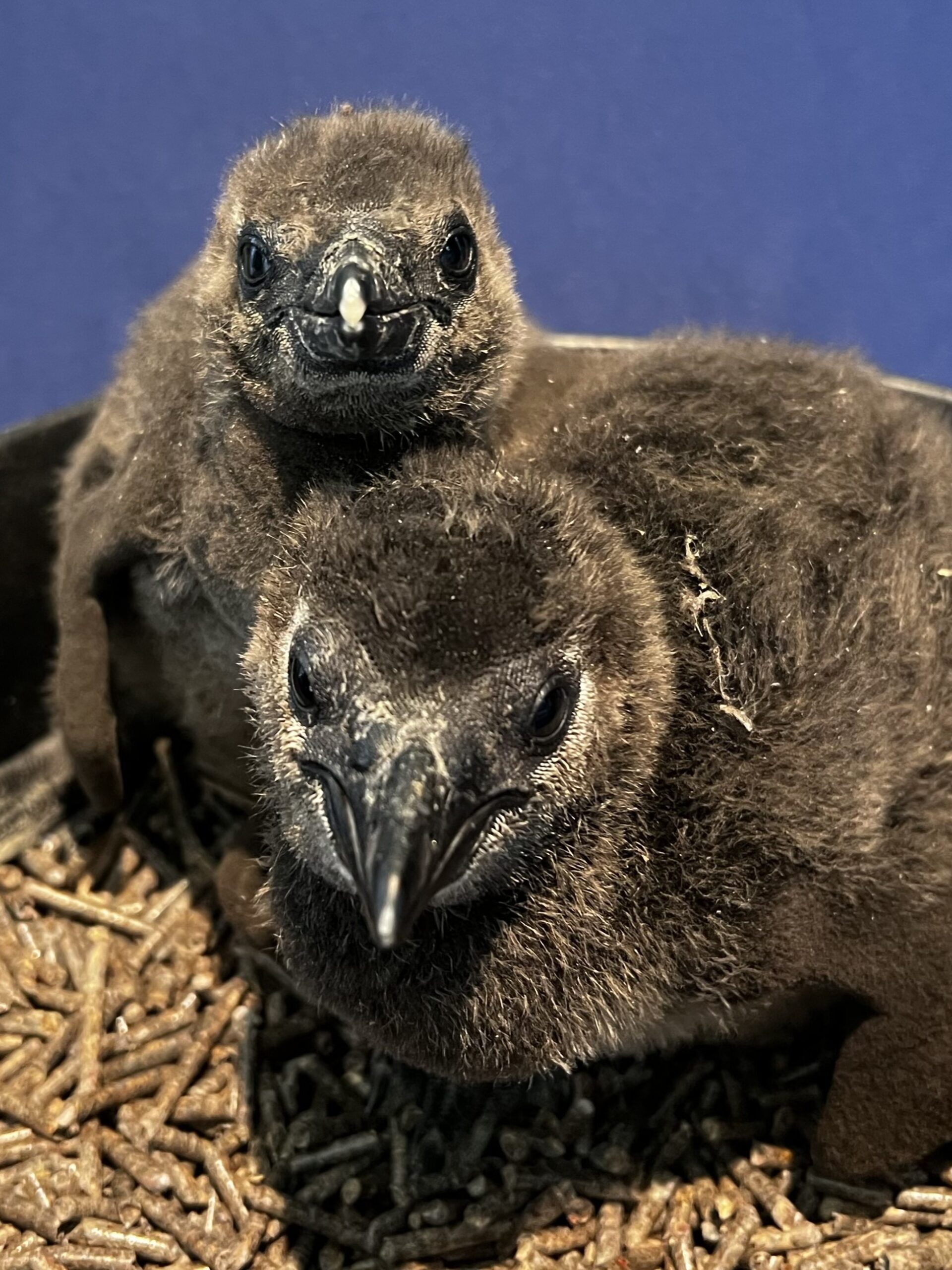Countdown to Extinction: One Decade to Save African Penguins - National ...