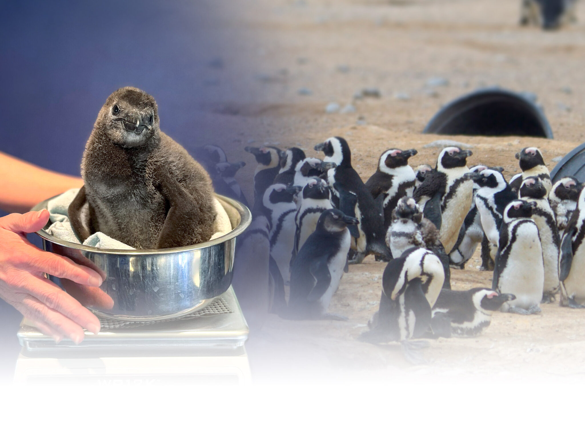 Home | National Aviary