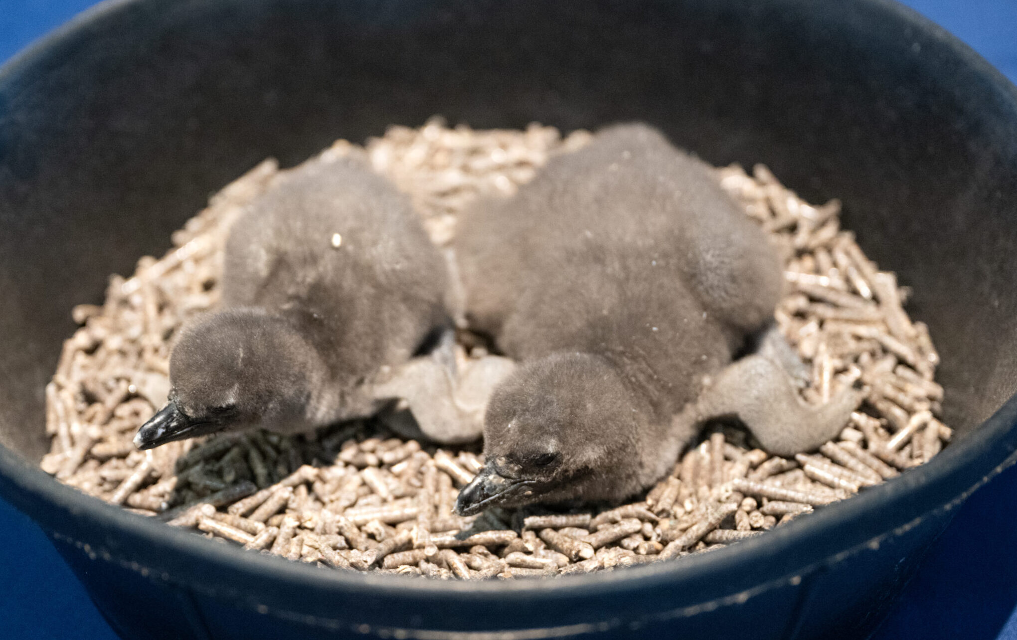 Welcome! National Aviary welcomes two baby chicks - National Aviary