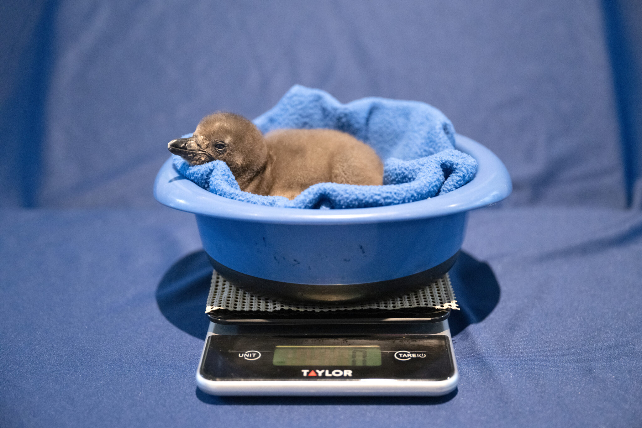 Welcome Two African Penguin Chicks! - National Aviary