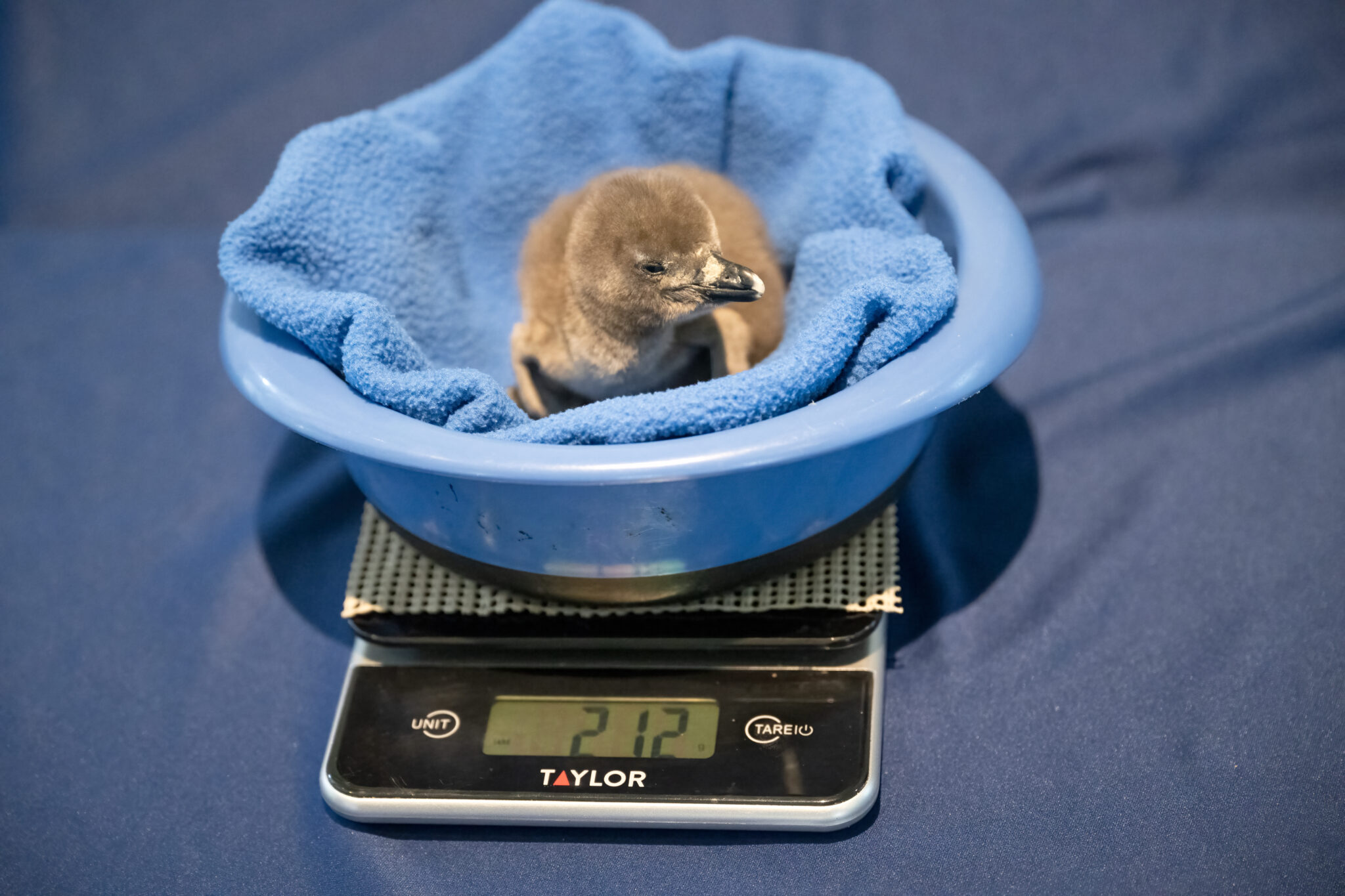 Welcome Two African Penguin Chicks! - National Aviary