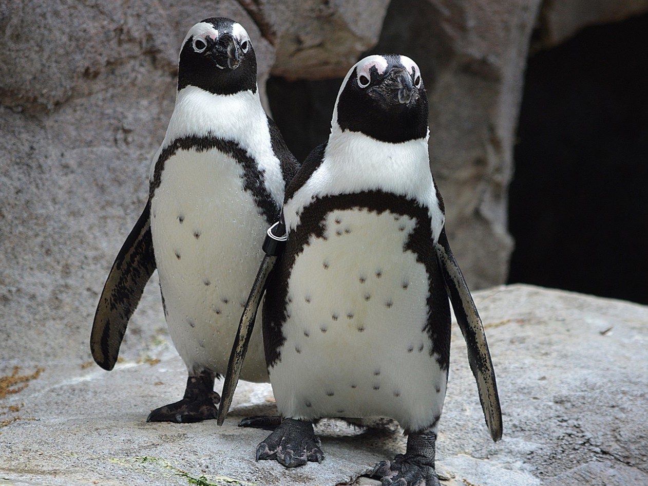 Countdown to Extinction: One Decade to Save African Penguins - National ...
