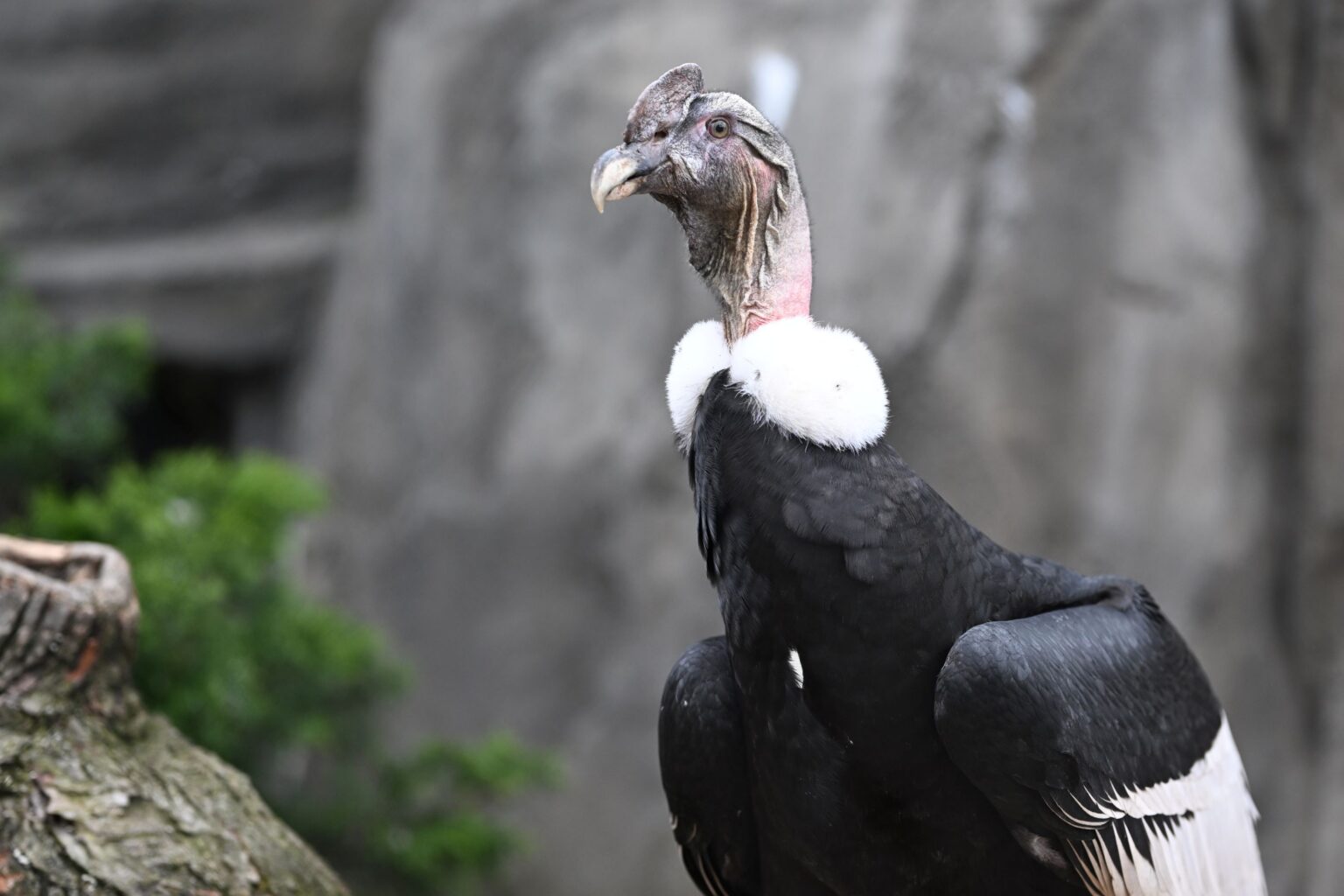 Valentino: The Condor that Could - National Aviary