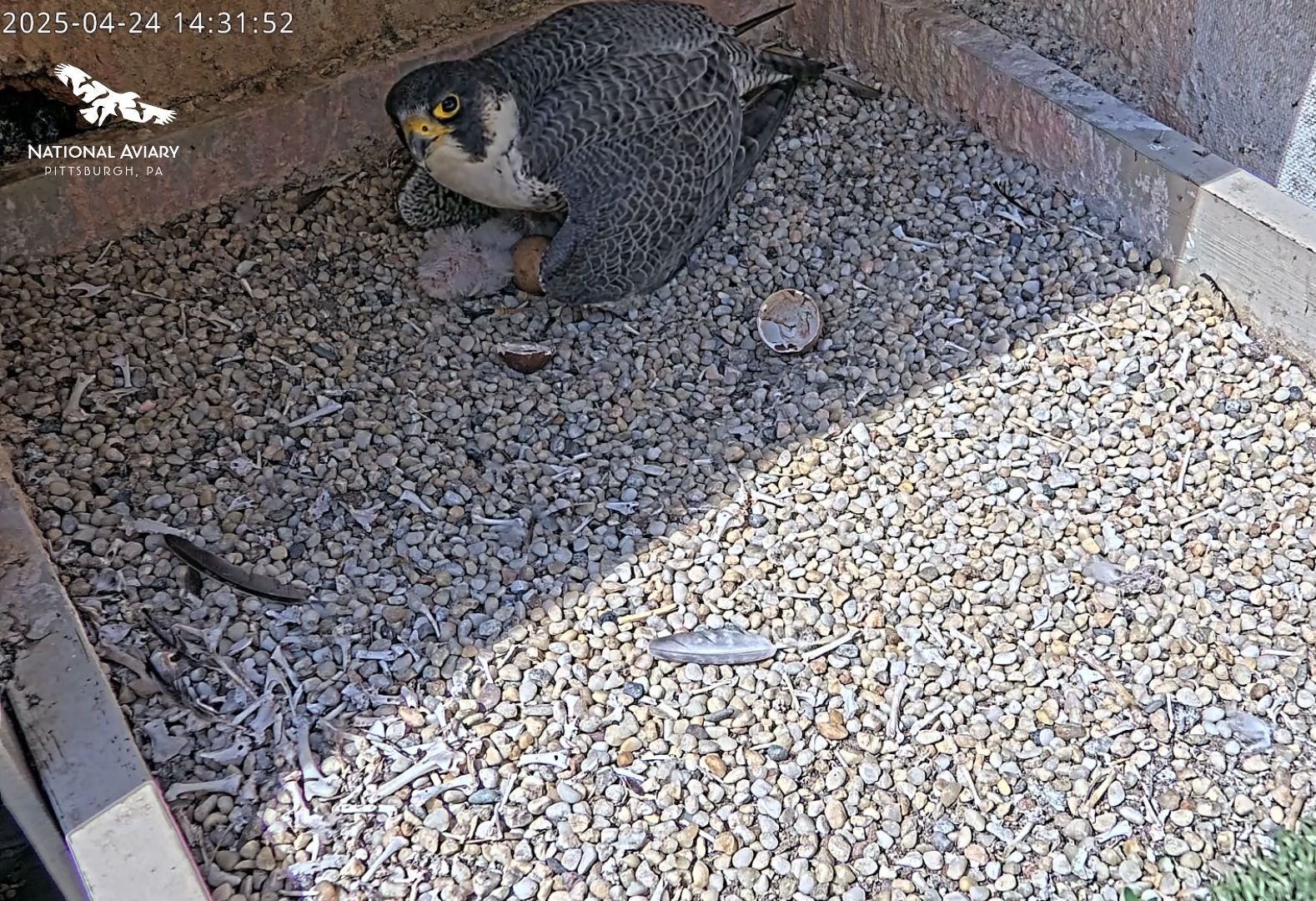 Two peregrine falcon chicks hatch atop Pitt’s Cathedral of Learning ...