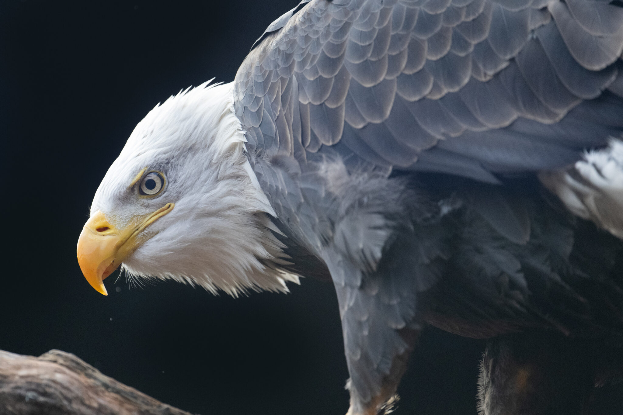 Endangered Species Day Statement on the Endangered Species Act ...