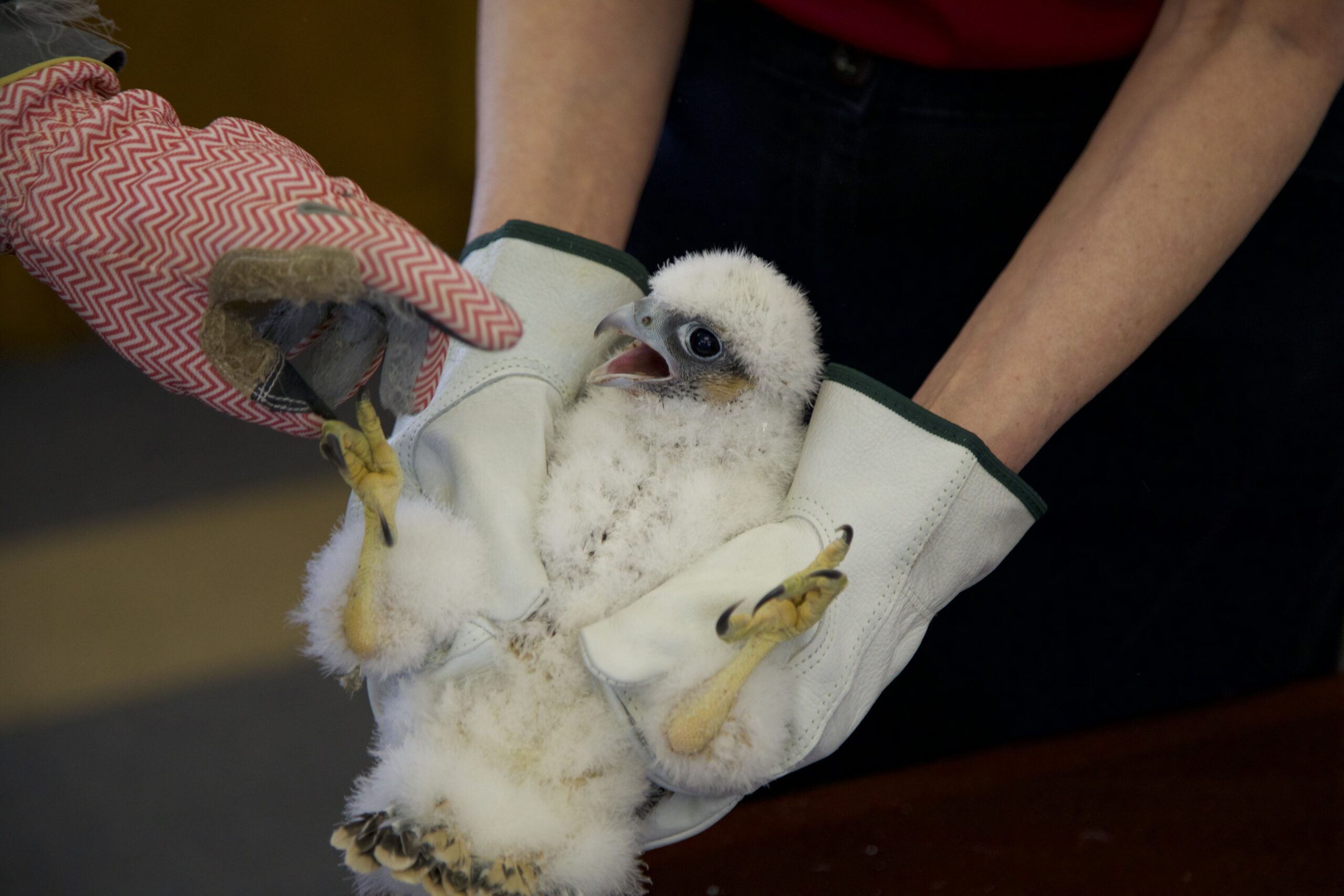 3 Cathedral of Learning peregrine falcon chicks receive bands from Pennsylvania Game Commission ...
