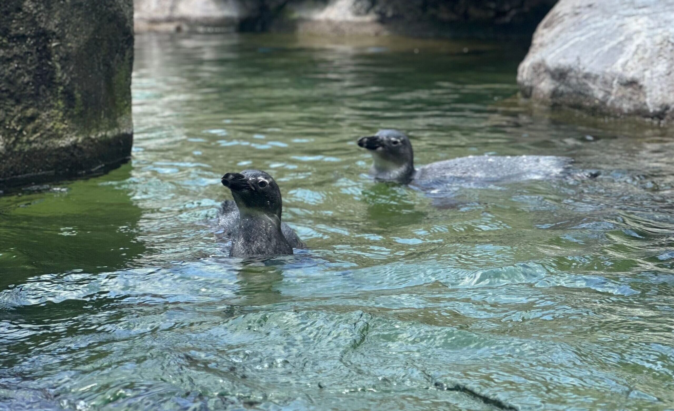 African Penguin Juveniles, Oswald and Nora! - National Aviary