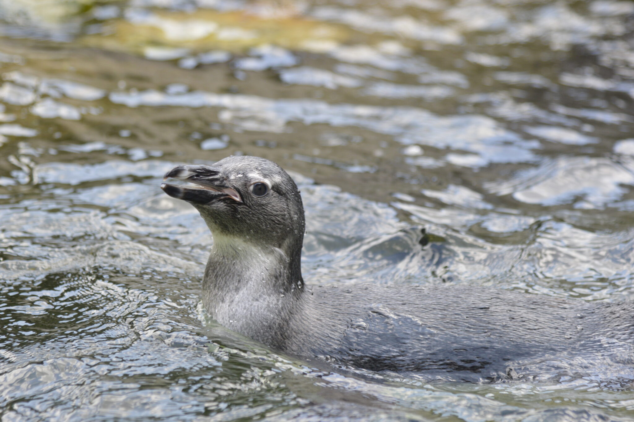 African Penguin Juveniles, Oswald and Nora! - National Aviary