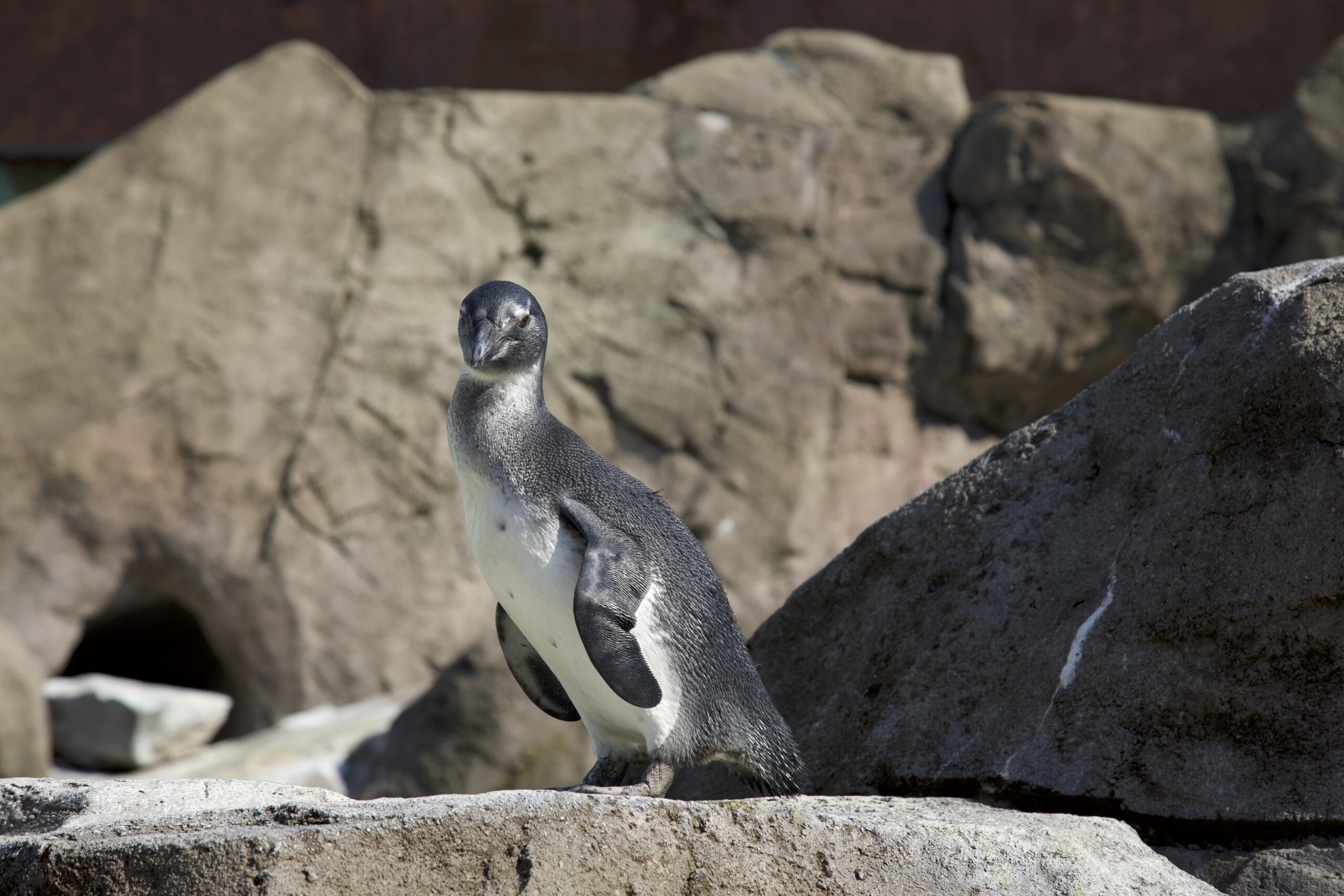Penguins hatched at National Aviary join colony with new names ...