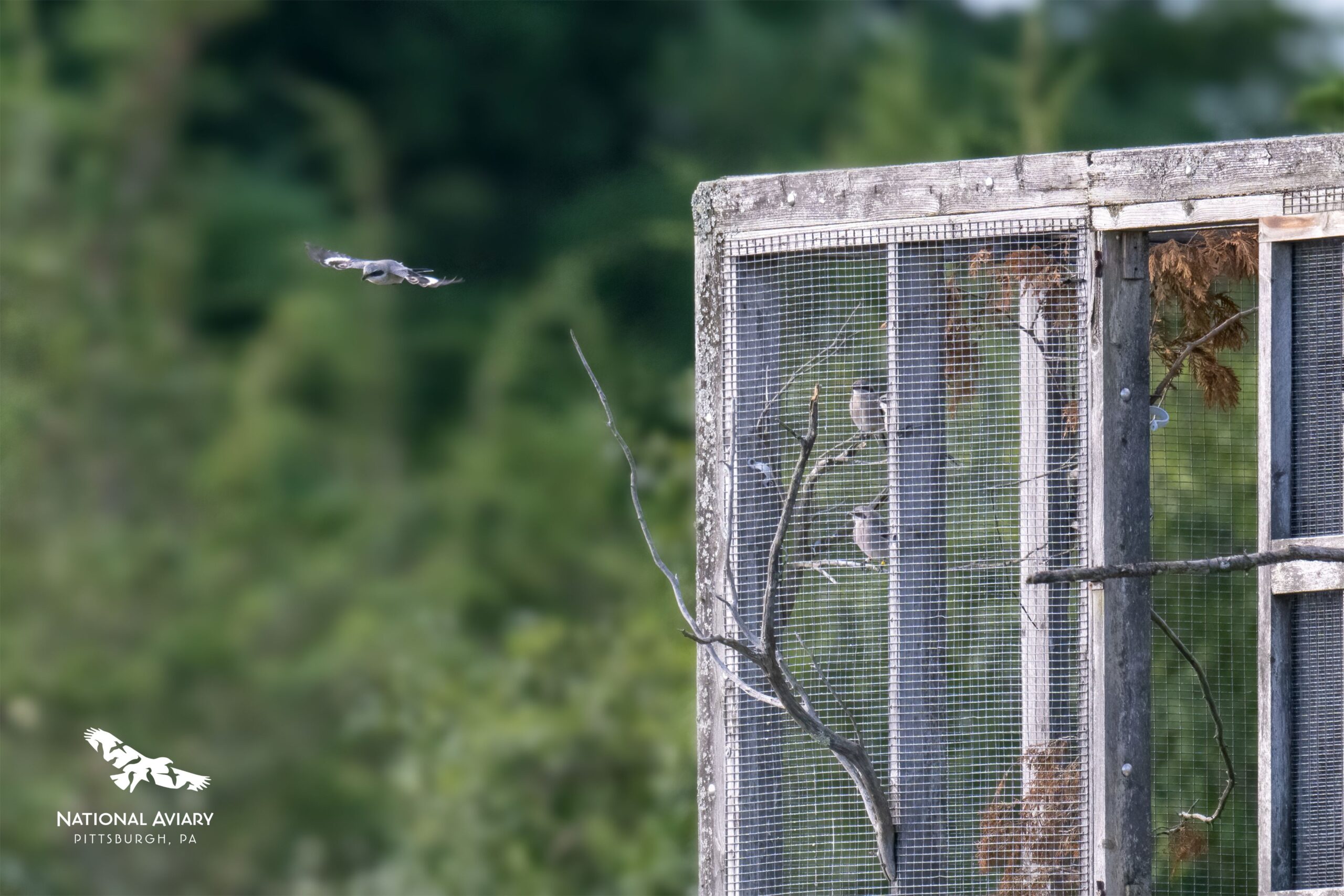 Eastern Loggerhead Shrikes - National Aviary