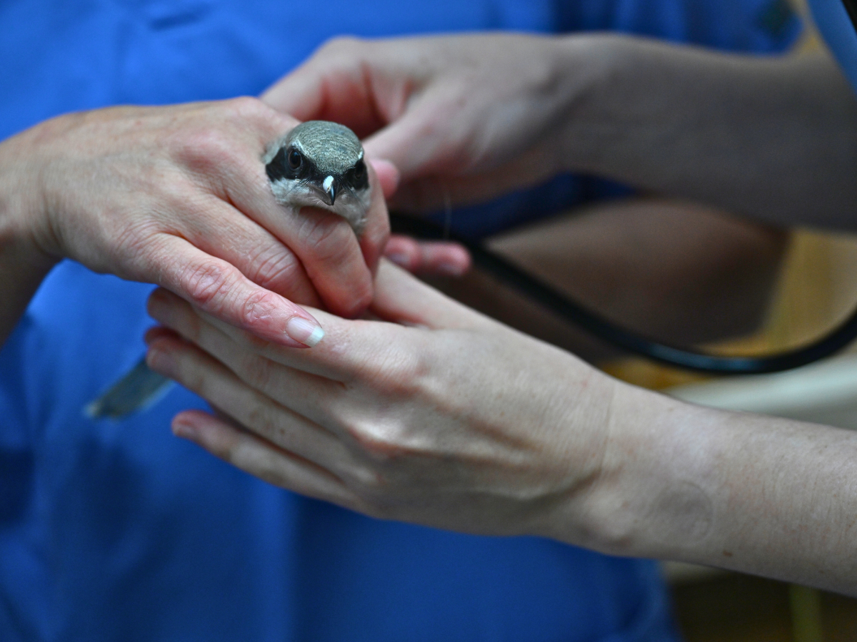 Eastern Loggerhead Shrikes - National Aviary
