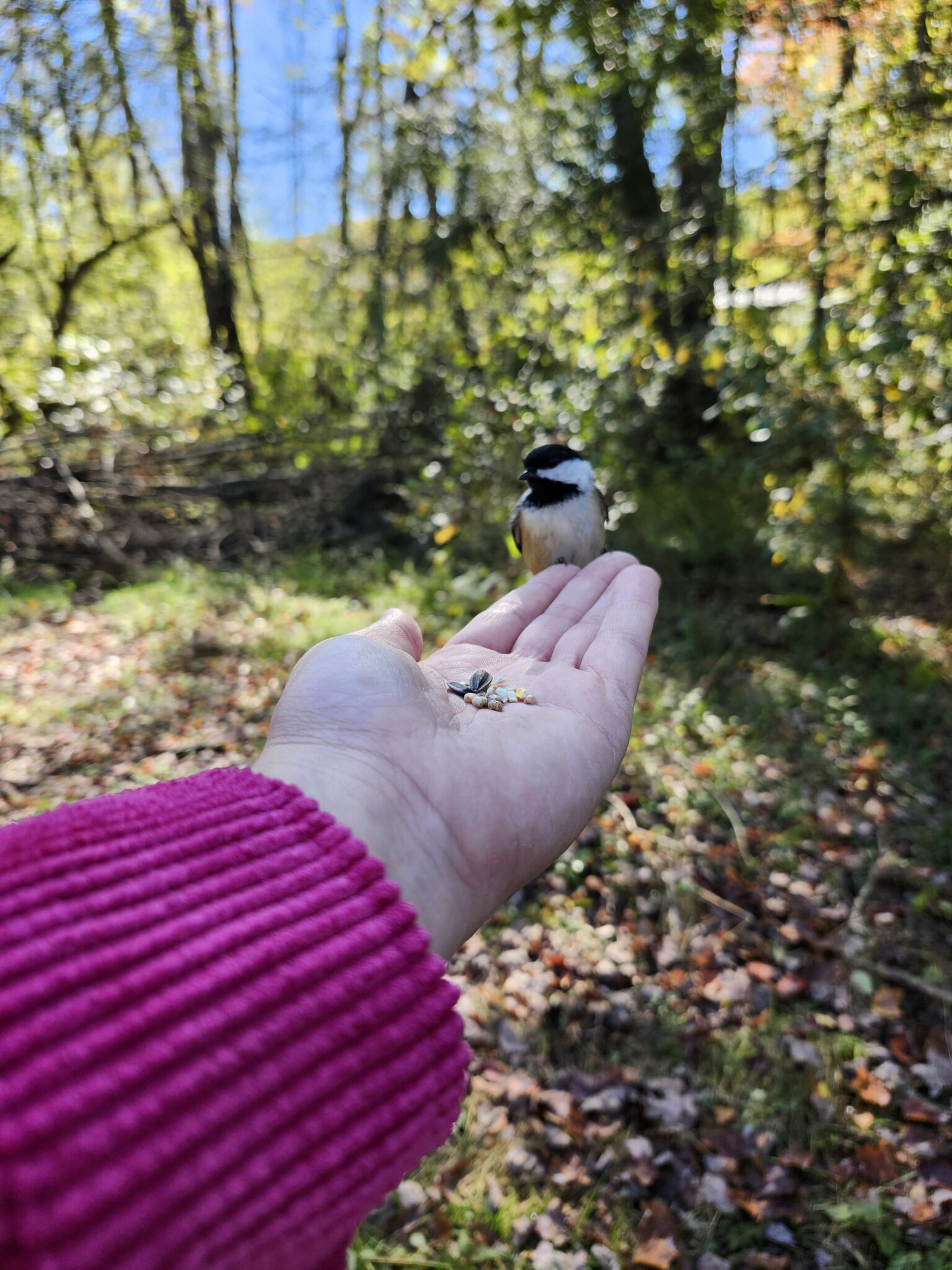 Outdoor Birdwatching Classes - National Aviary