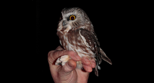 Project Owlnet | National Aviary