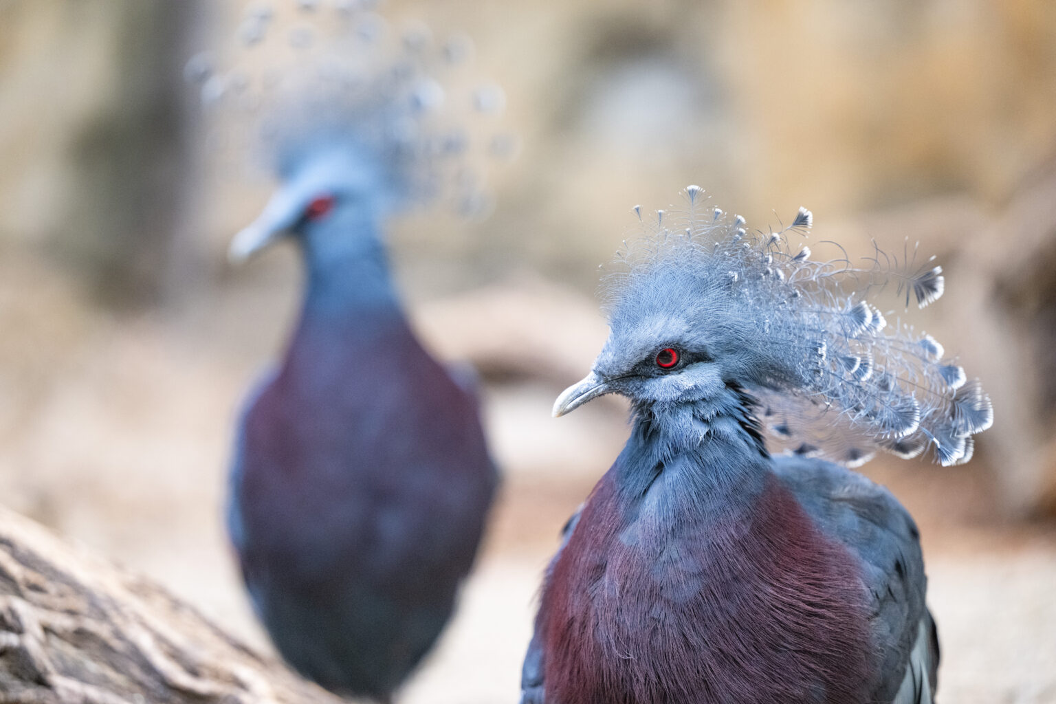 Home | National Aviary