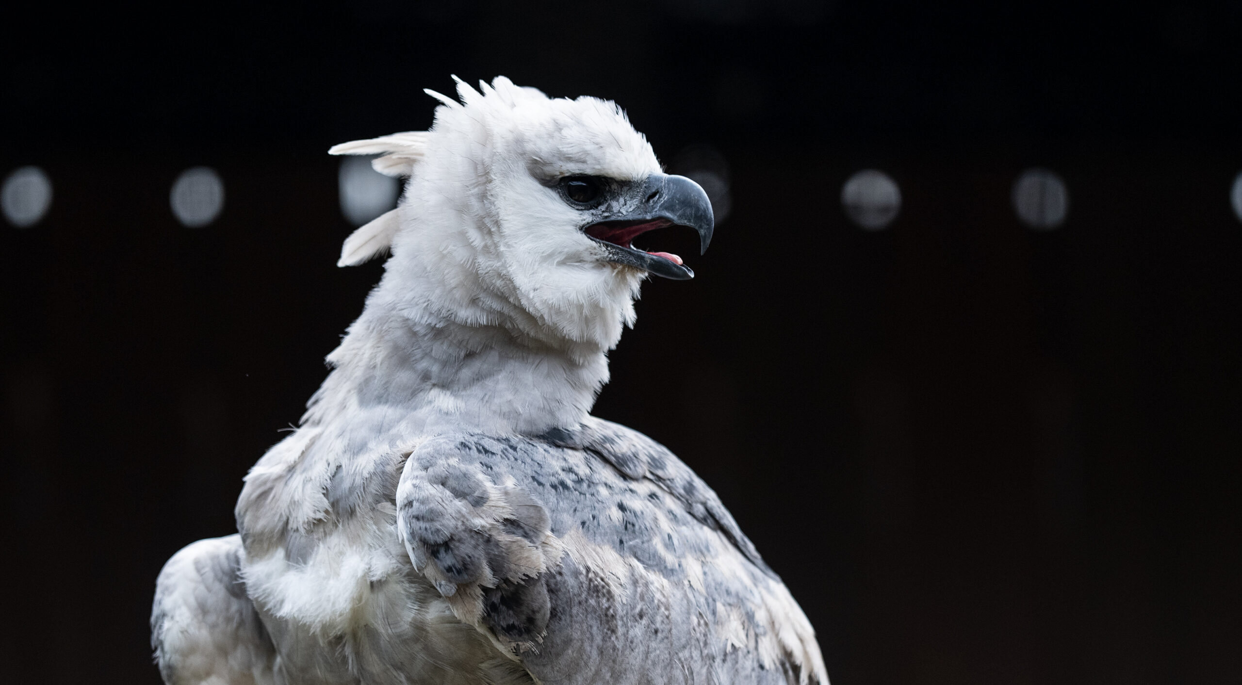 New harpy eagle at the Aviary is a 'once-in-a-lifetime species to see ...