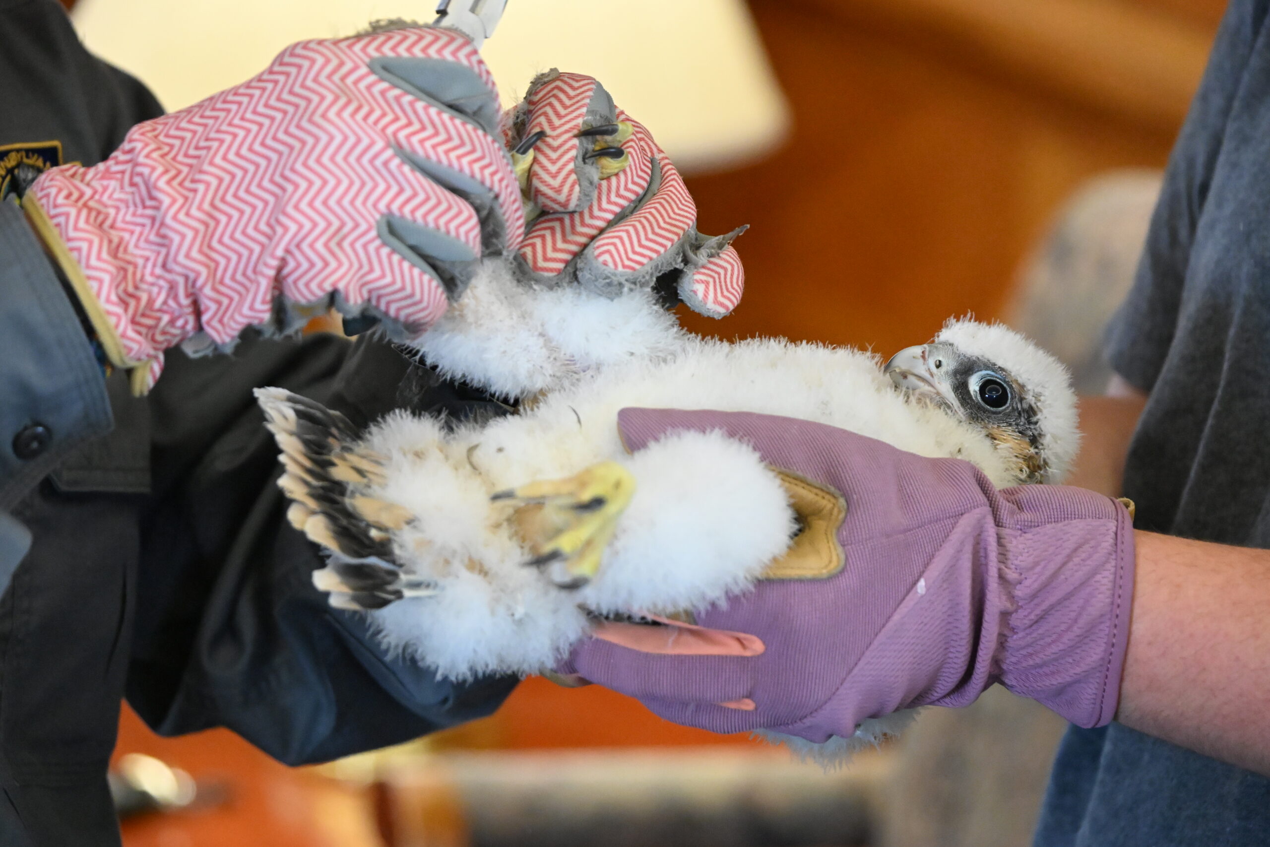 4 peregrine falcon chicks banded at Pitt's Cathedral of Learning ...